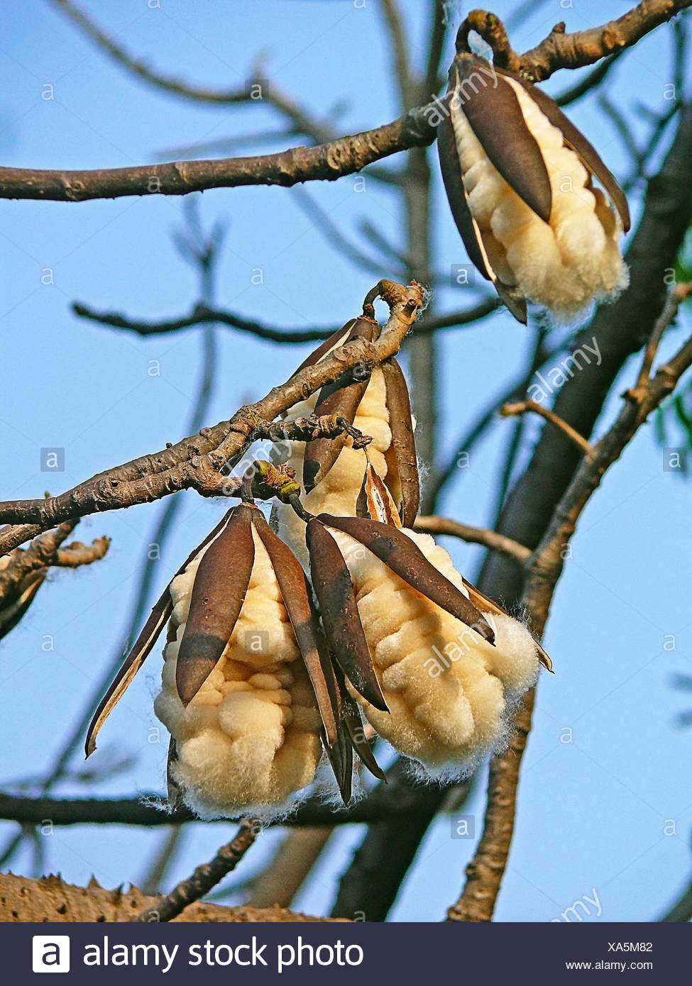 Red Silk Cotton Tree Stock Photos & Red Silk Cotton Tree Stock Images ...