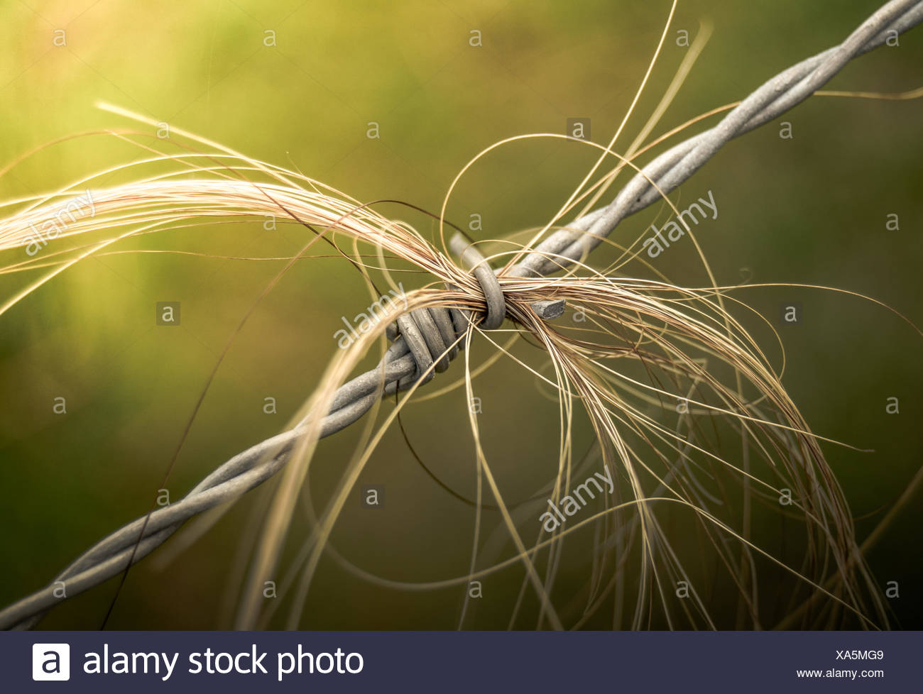 Coarse Hair Stock Photos & Coarse Hair Stock Images - Alamy