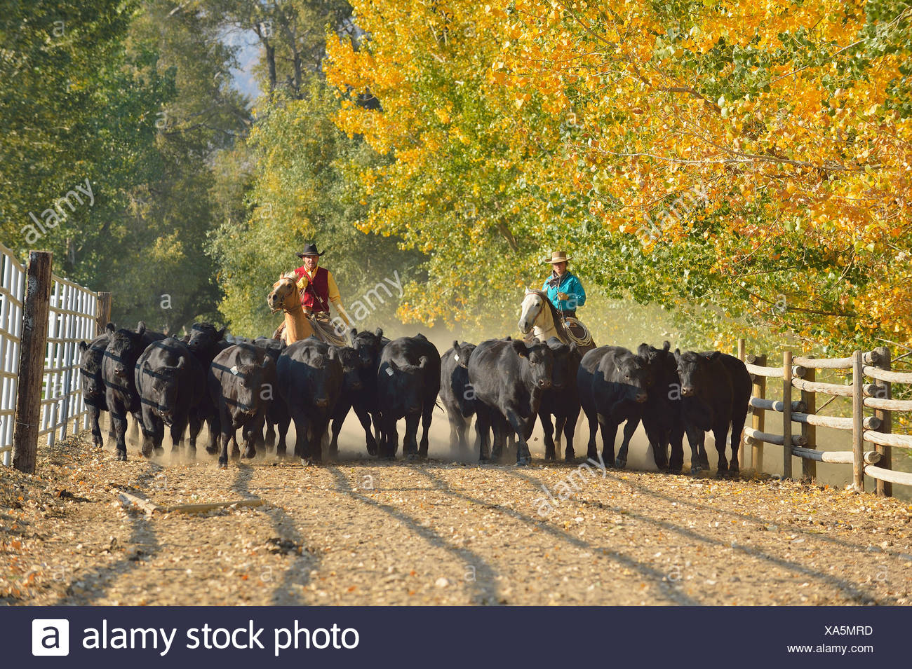 Cowgirl Herding Cattle High Resolution Stock Photography and Images - Alamy