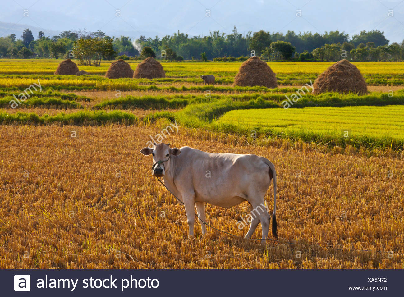 Bos Indicus High Resolution Stock Photography and Images - Alamy