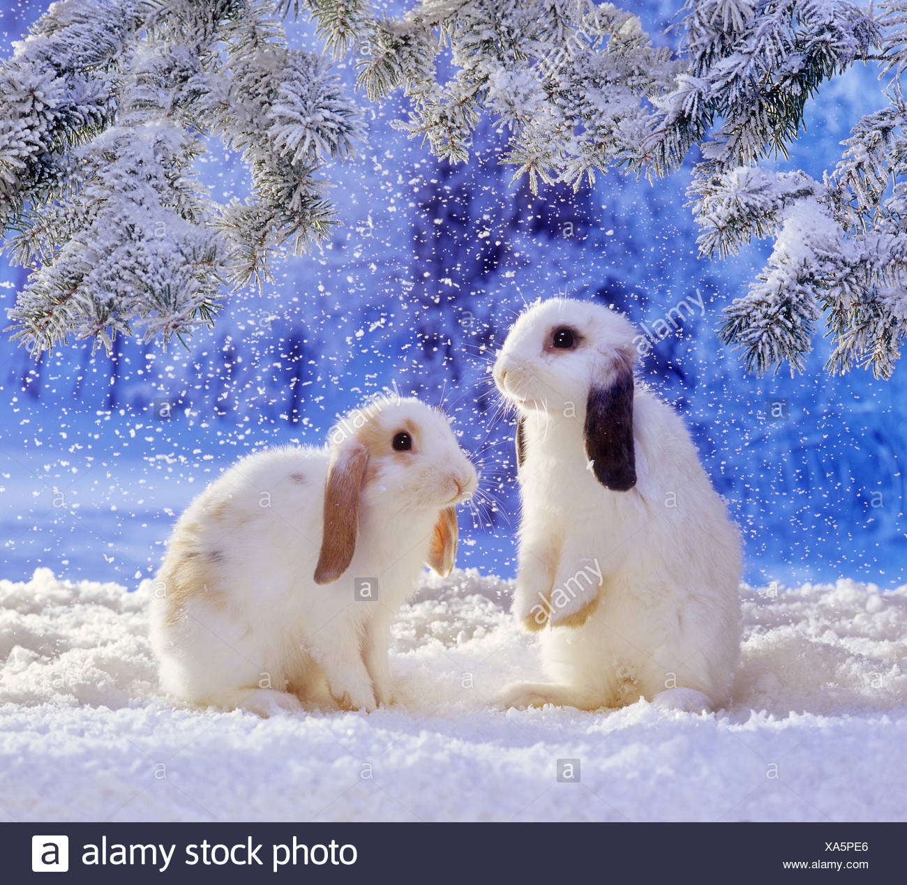 Dwarf Lop Eared Rabbits High Resolution Stock Photography and Images ...