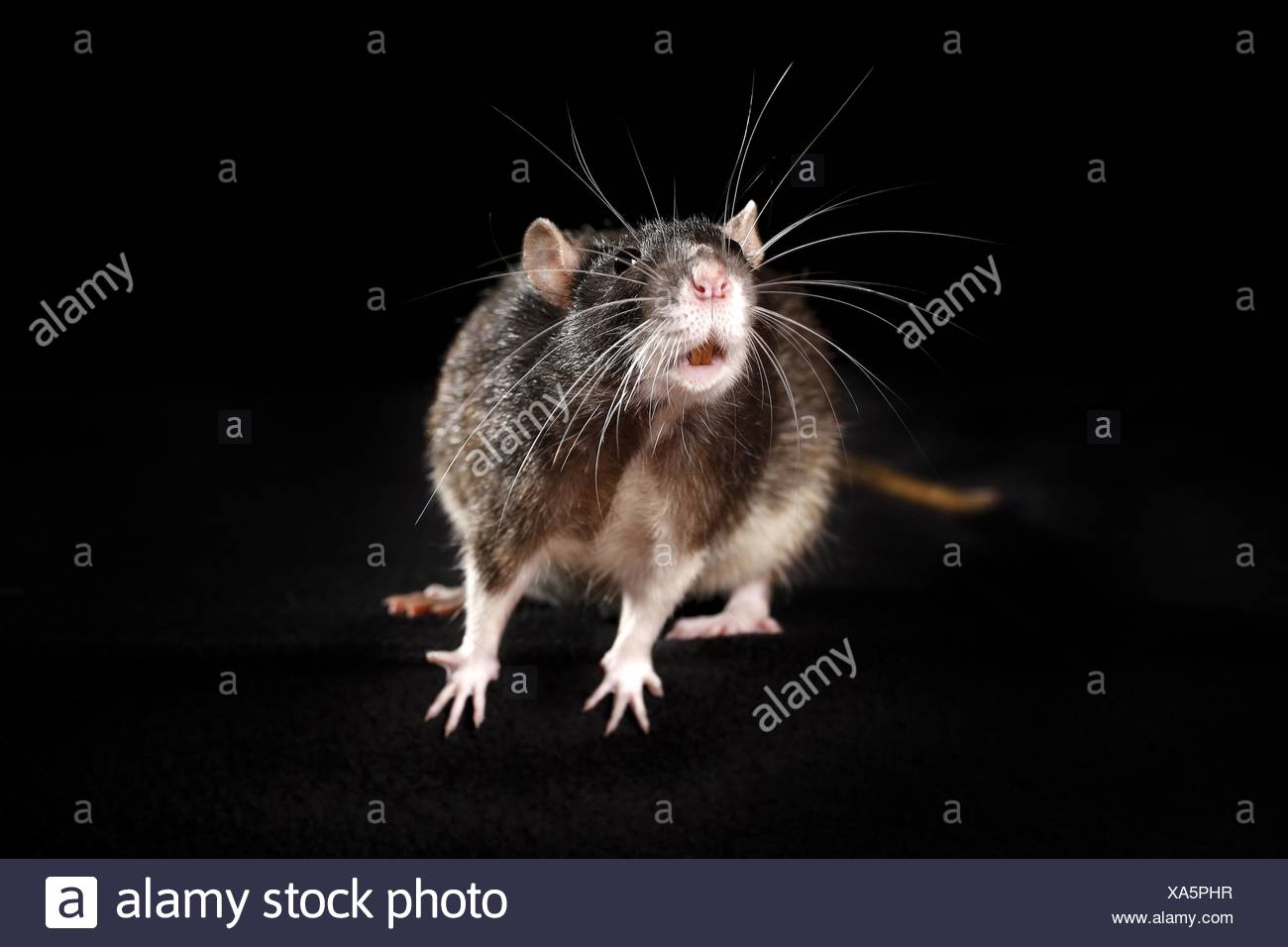 Berkshire Rat Stock Photos & Berkshire Rat Stock Images - Alamy