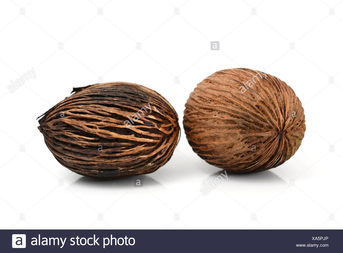 Cerbera Odollam High Resolution Stock Photography and Images - Alamy