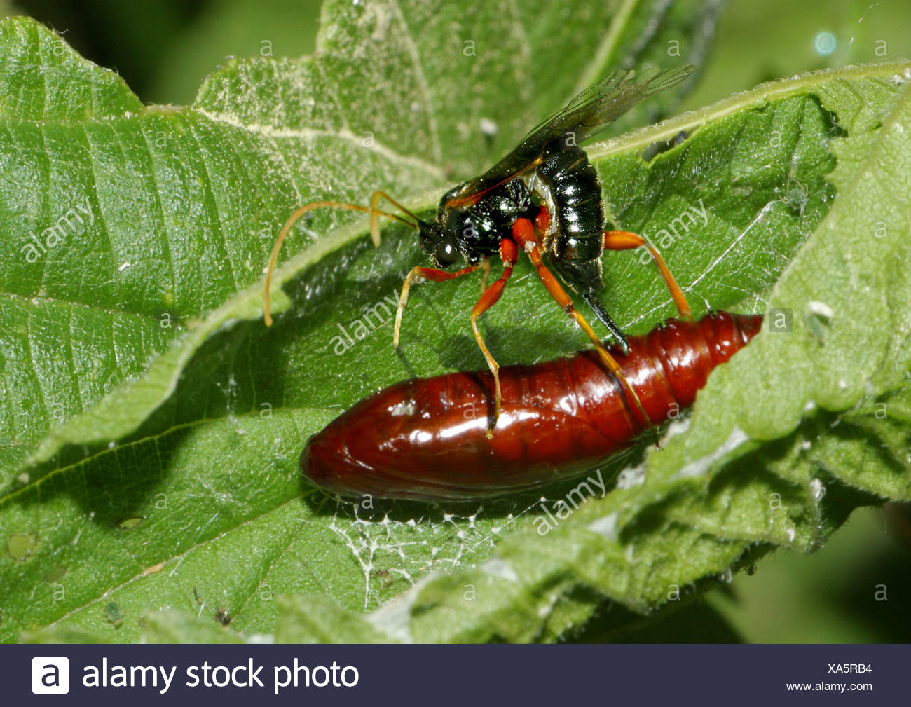Ichneumons Ichneumonidae High Resolution Stock Photography and Images ...