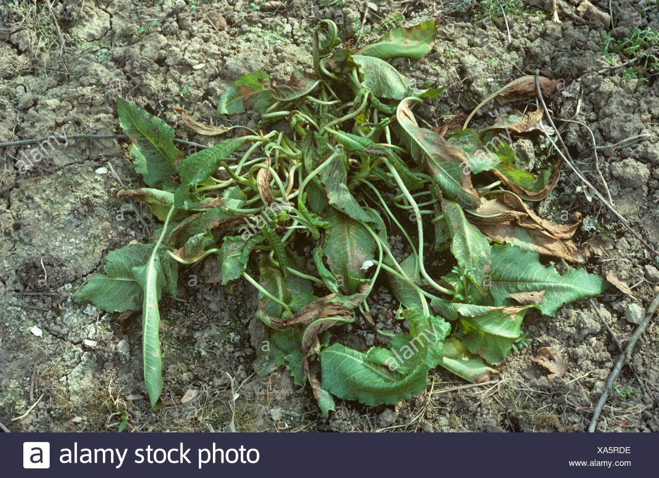 Rumex Sp High Resolution Stock Photography and Images - Alamy