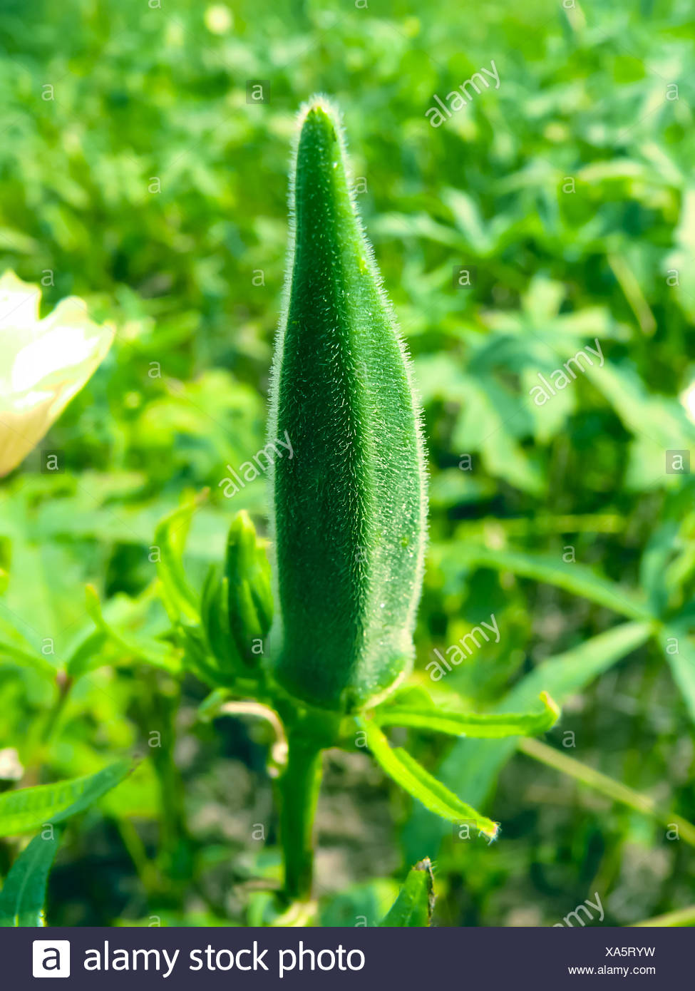 Ladies Fingers Abelmoschus Esculentus High Resolution Stock Photography ...