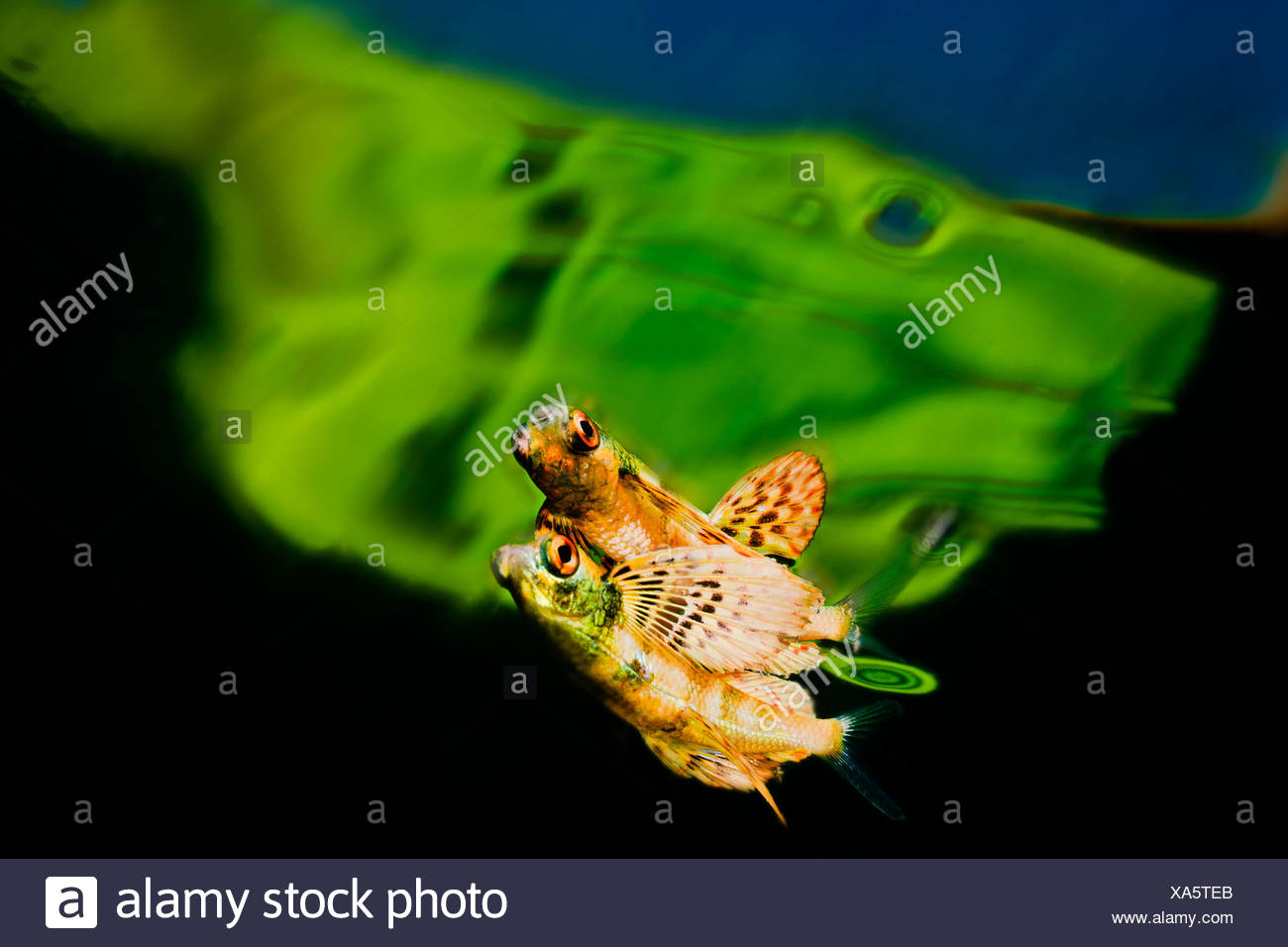 Exocetus Stock Photos & Exocetus Stock Images - Alamy