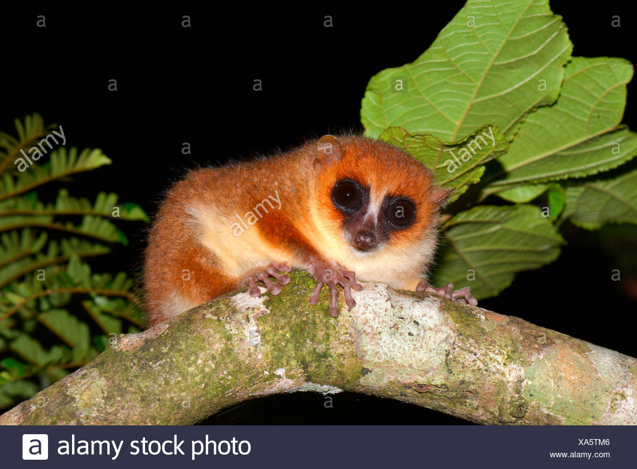Mouse Lemur Stock Photos & Mouse Lemur Stock Images - Alamy