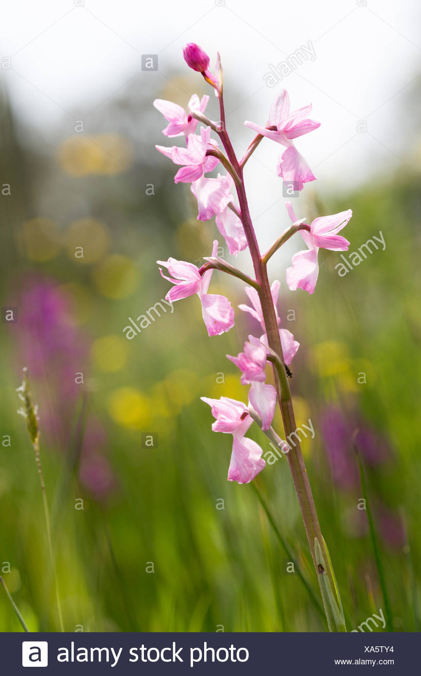 Wilde Orchidee High Resolution Stock Photography and Images - Alamy