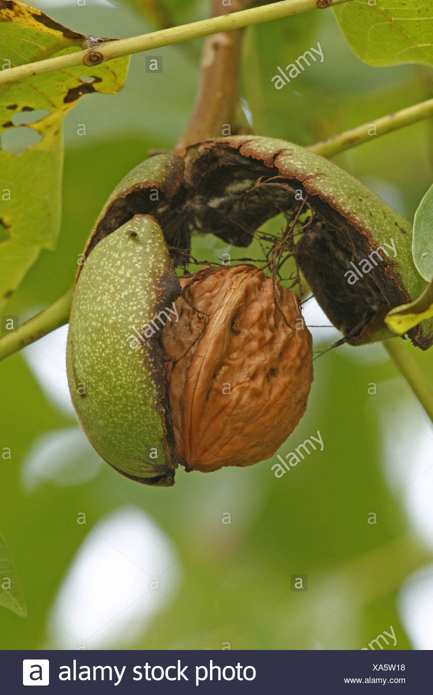 Juglans Fruit High Resolution Stock Photography and Images - Alamy