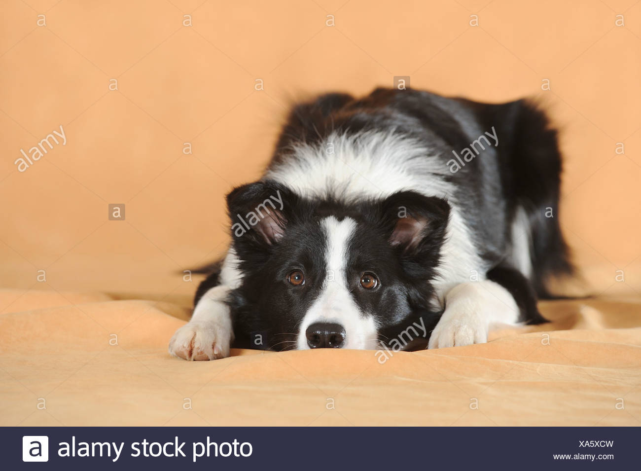 Head Between Paws High Resolution Stock Photography and Images - Alamy