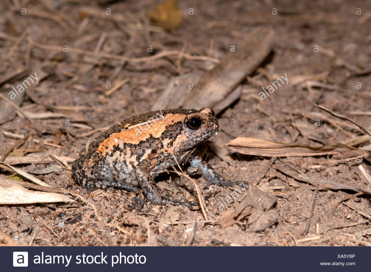 Asian Painted Bullfrog High Resolution Stock Photography and Images - Alamy