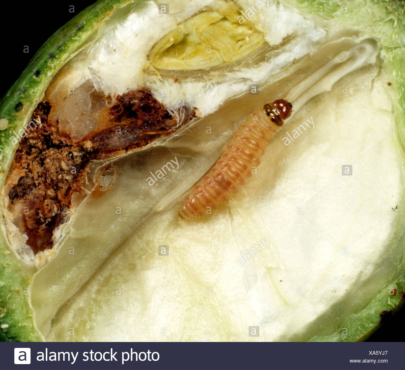 Pink Bollworm Larva High Resolution Stock Photography and Images - Alamy