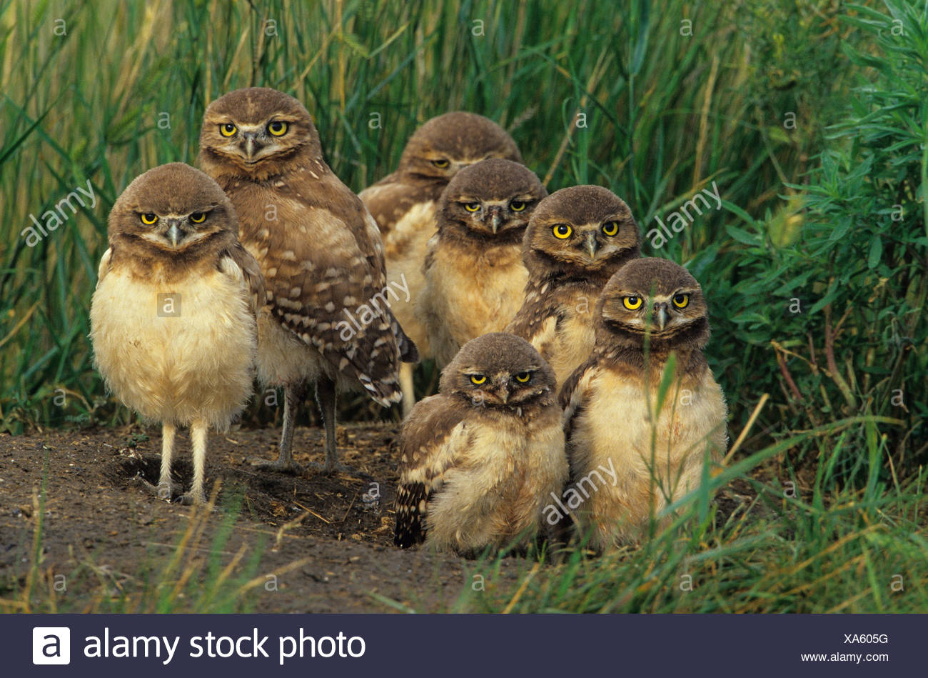 Birds With Chicks High Resolution Stock Photography and Images - Alamy