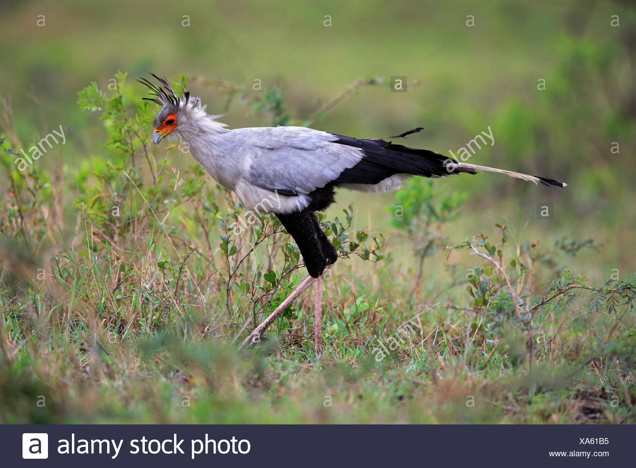 Secretary Bird Hunting High Resolution Stock Photography and Images - Alamy