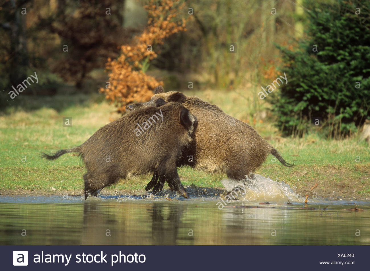 Wild Boars Fighting Stock Photos & Wild Boars Fighting Stock Images - Alamy