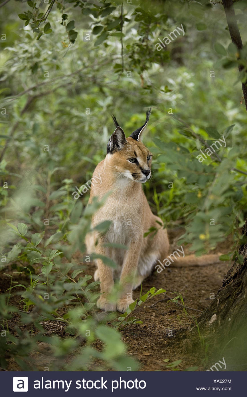 Caracal Caracal High Resolution Stock Photography and Images - Alamy