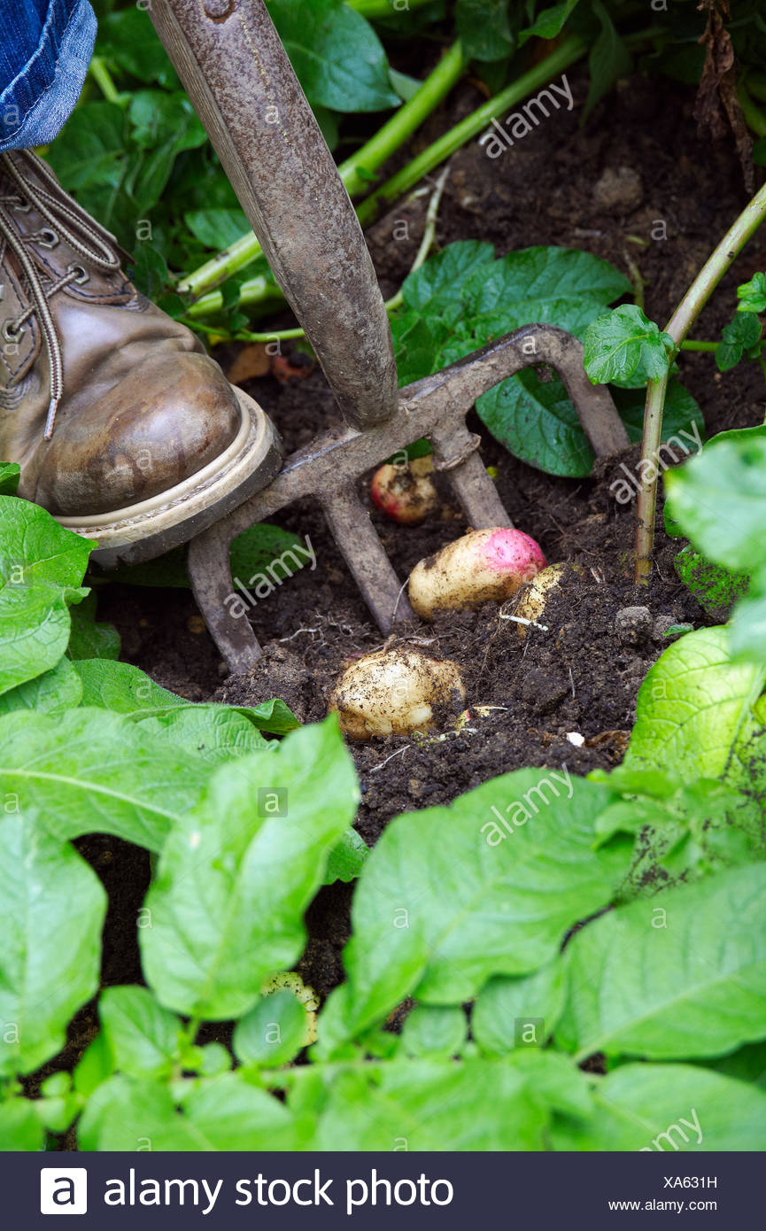 Digging Up Potatoes High Resolution Stock Photography and Images - Alamy