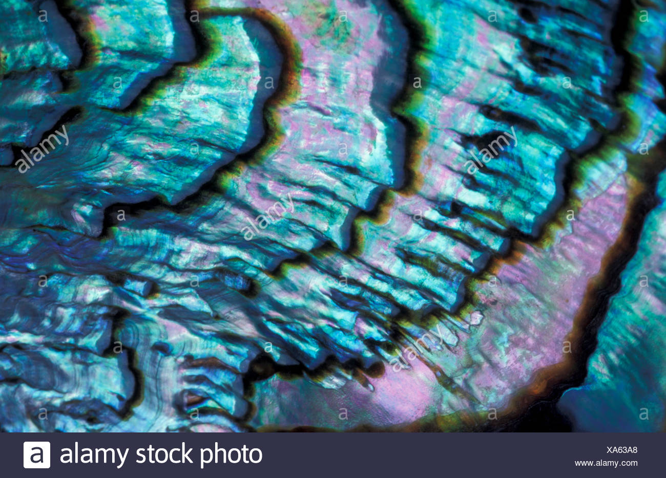 Abalone Mother Of Pearl High Resolution Stock Photography and Images ...