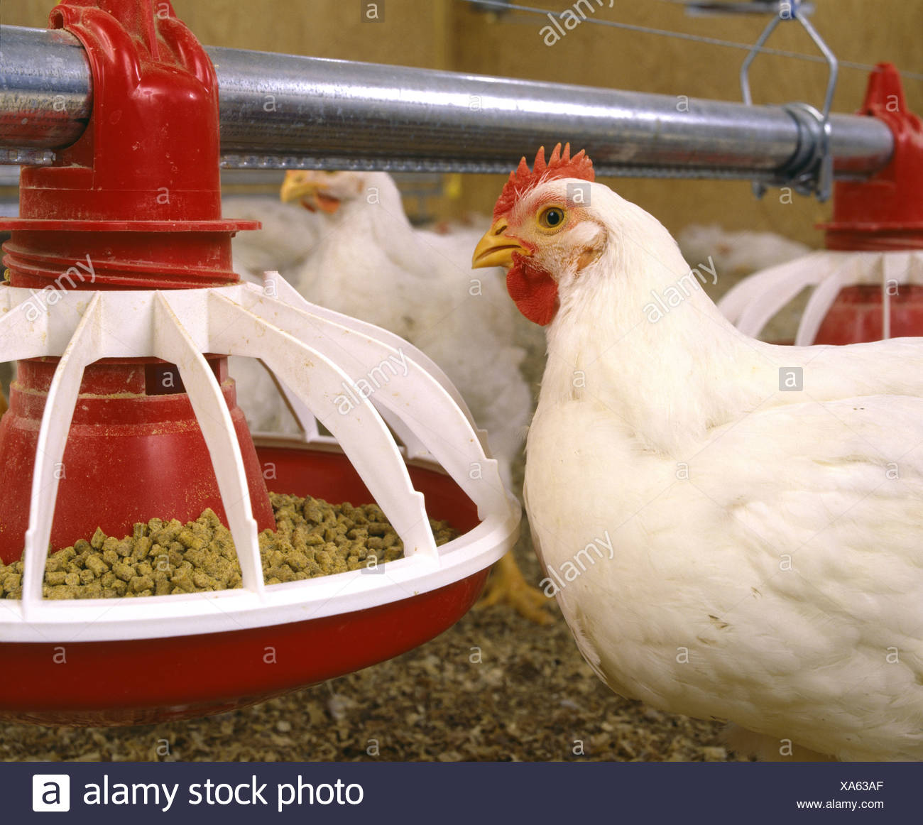 Hubbard Chicken High Resolution Stock Photography and Images - Alamy