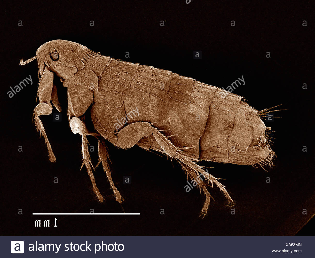 Siphonaptera High Resolution Stock Photography and Images - Alamy