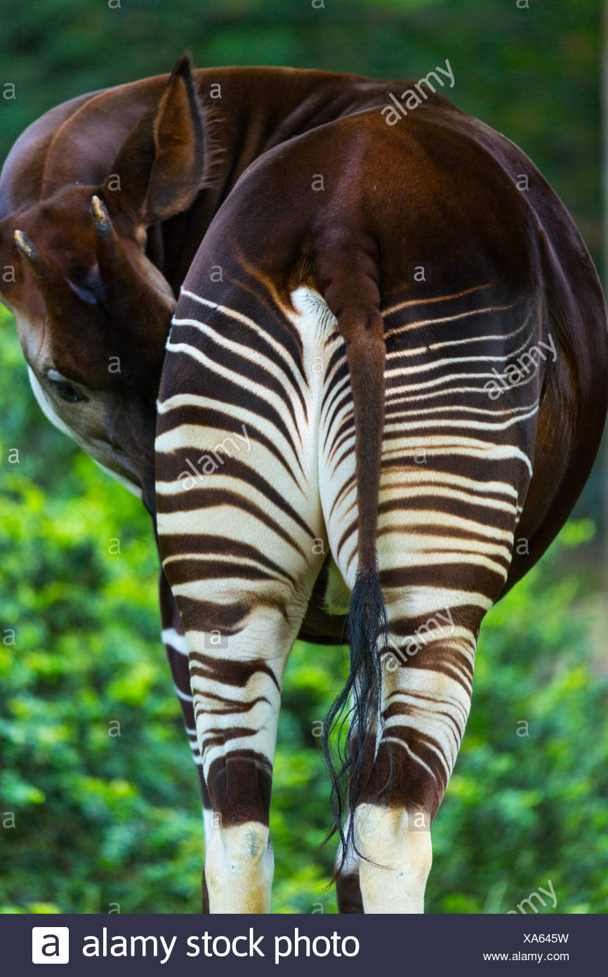 Okapi High Resolution Stock Photography and Images - Alamy