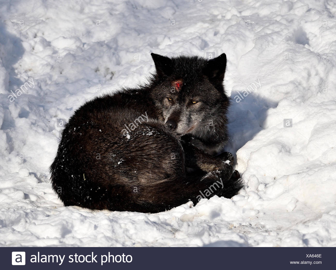 Head Wound High Resolution Stock Photography and Images - Alamy