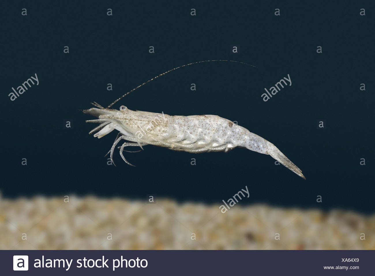 Common Shrimps High Resolution Stock Photography and Images - Alamy
