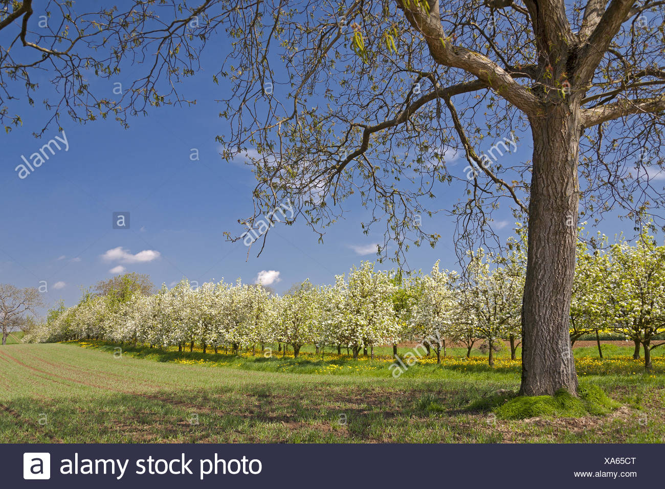 Fruit Tree Plantation High Resolution Stock Photography and Images - Alamy