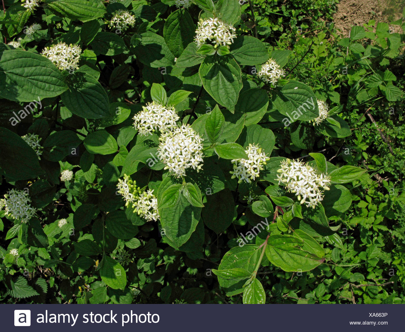 Common Dogwood High Resolution Stock Photography and Images - Alamy