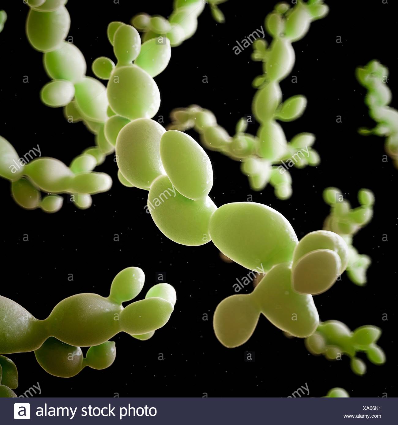 Candida Albicans Stock Photos & Candida Albicans Stock Images - Alamy