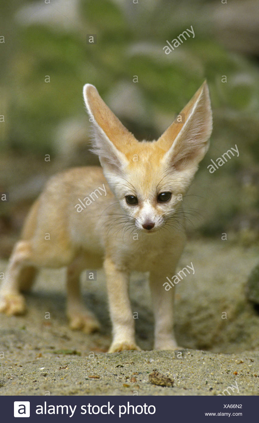 Fennec Fox Fennecus Zerda Vulpes High Resolution Stock Photography and Images - Alamy