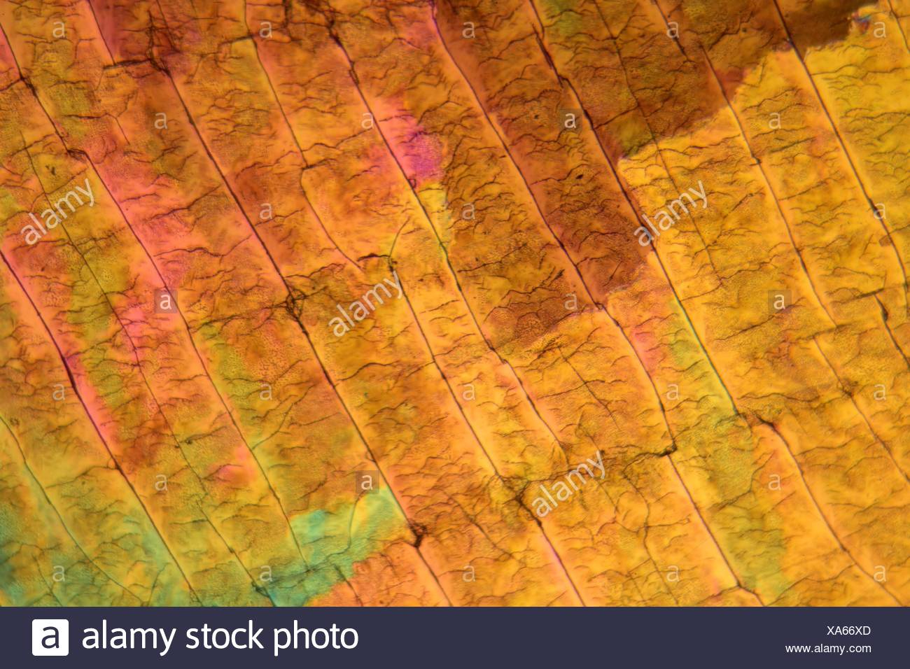 Crystal Salt Crystals Microscope High Resolution Stock Photography and ...