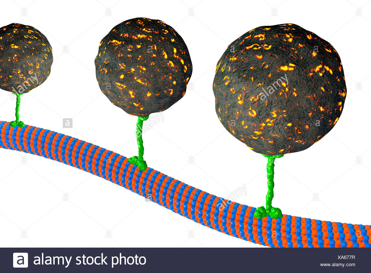Microtubule Cytoskeleton High Resolution Stock Photography and Images ...