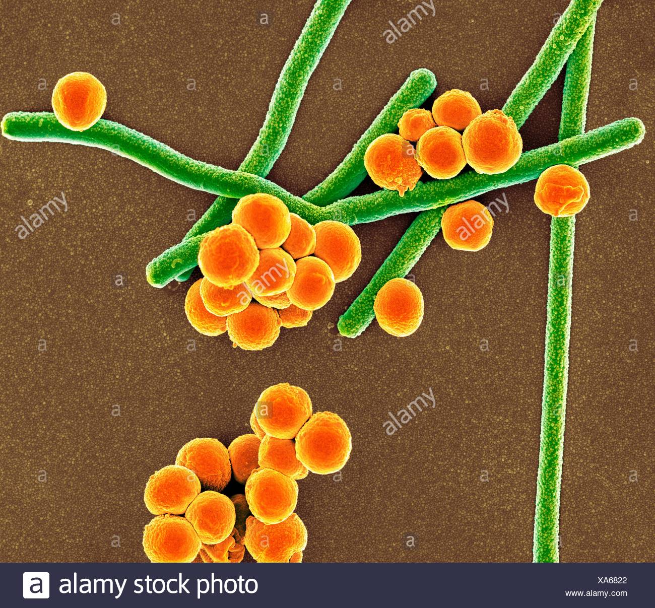 Microorganism Sem High Resolution Stock Photography and Images - Alamy