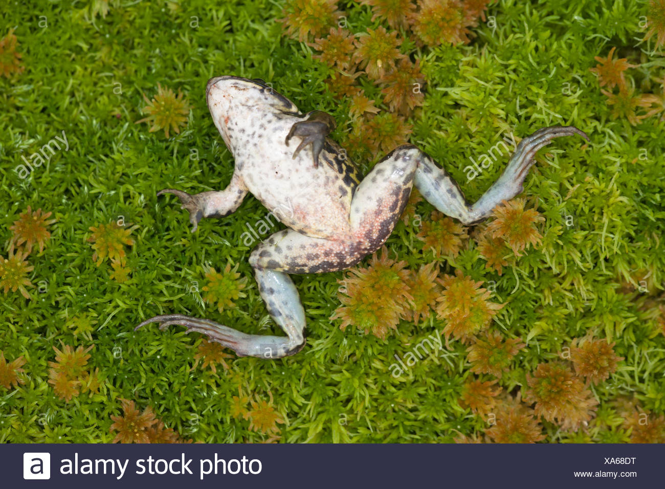 Frog Leg High Resolution Stock Photography and Images - Alamy