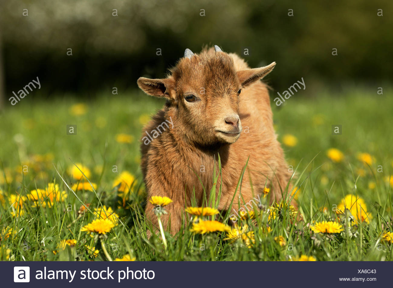 Baby Pygmy Goat High Resolution Stock Photography and Images - Alamy
