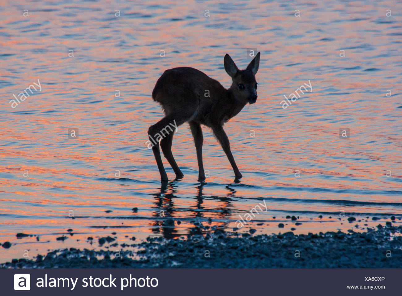 Deer Fawn Drinking High Resolution Stock Photography and Images - Alamy