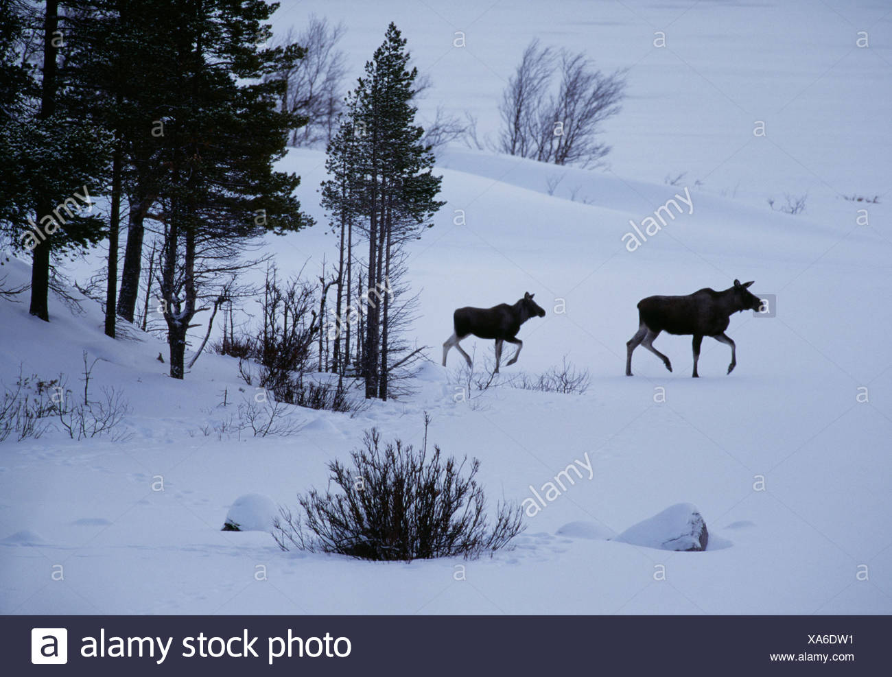 Running Elk High Resolution Stock Photography and Images - Alamy