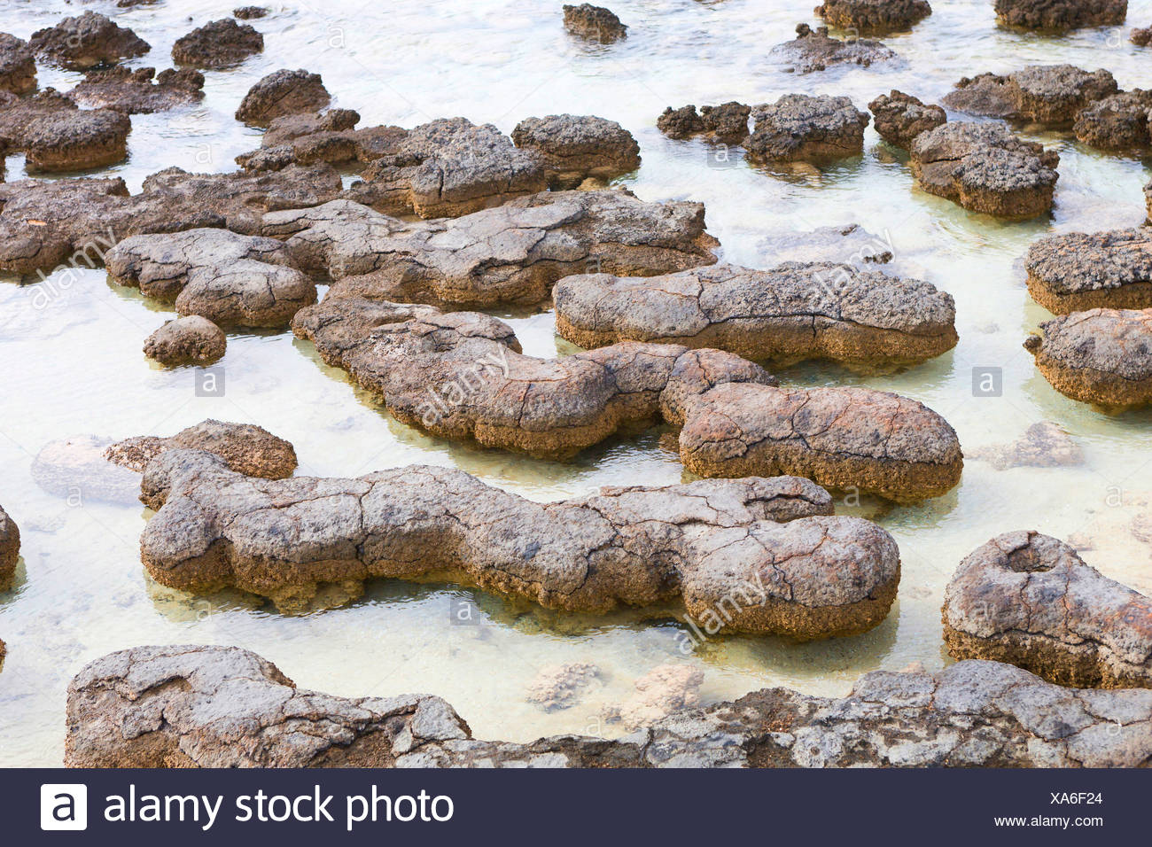 Stromatolites High Resolution Stock Photography and Images - Alamy