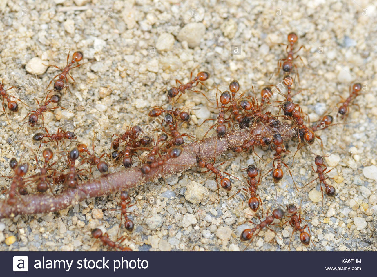 Pavement Ant High Resolution Stock Photography and Images - Alamy