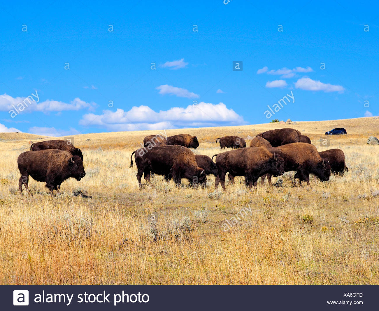 American Vehicles High Resolution Stock Photography and Images - Alamy