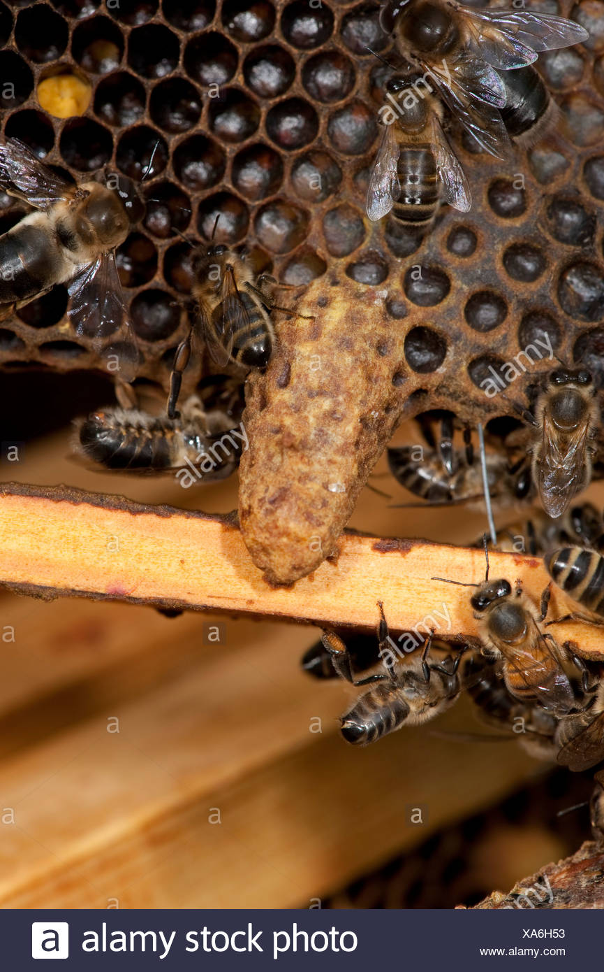 Queen Cell High Resolution Stock Photography and Images - Alamy