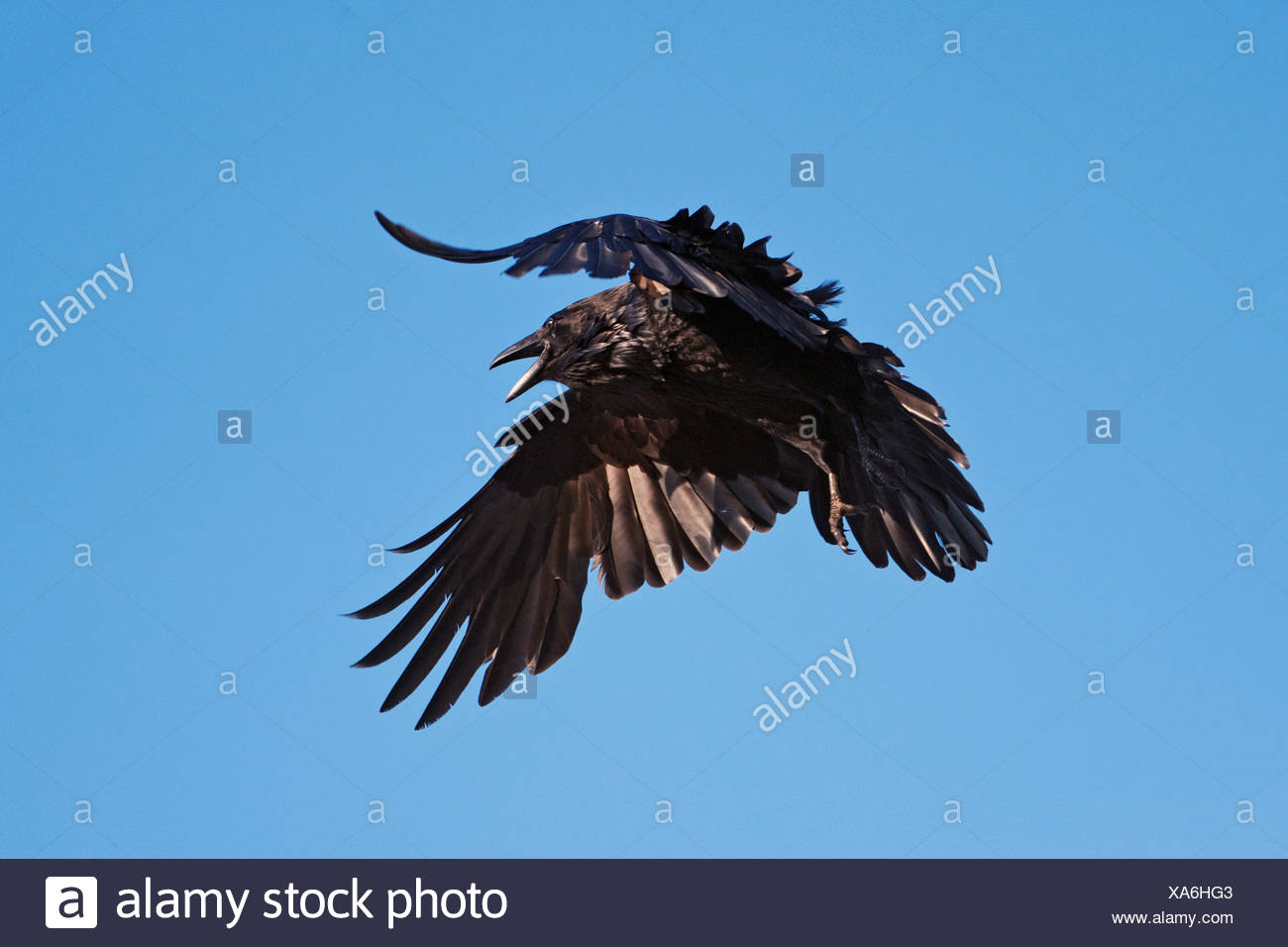 Common Raven In Full Flight Stock Photos & Common Raven In Full Flight ...