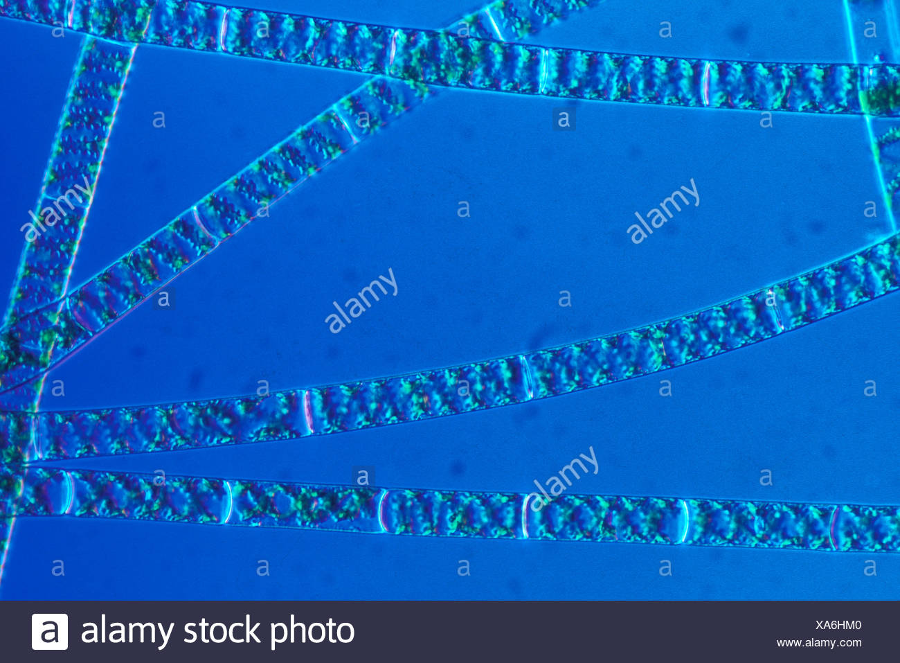 Green Algae Microscope Stock Photos & Green Algae Microscope Stock ...