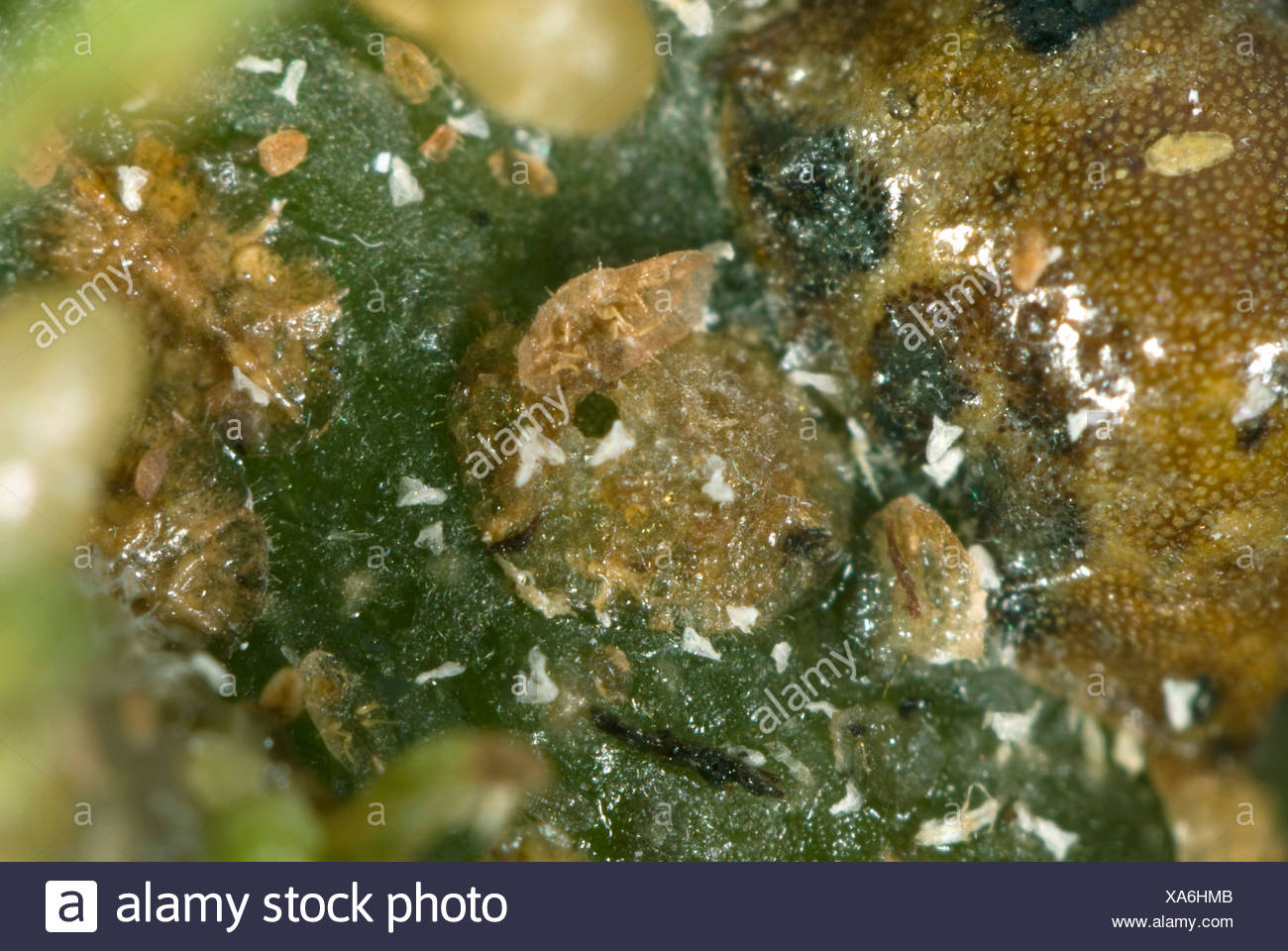 Adult In Its Shell High Resolution Stock Photography and Images - Alamy