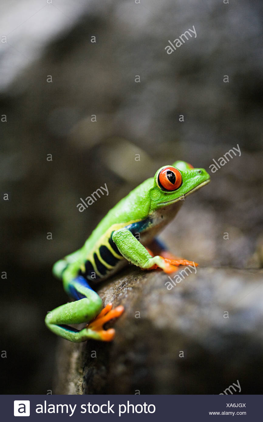 Costa Rica Tree Frog High Resolution Stock Photography and Images - Alamy
