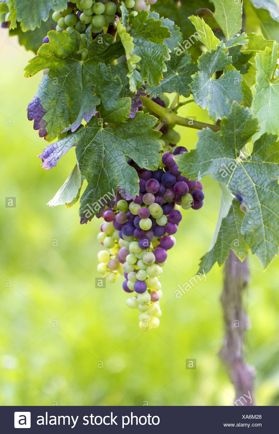 Rebstock Stock Photos & Rebstock Stock Images - Alamy
