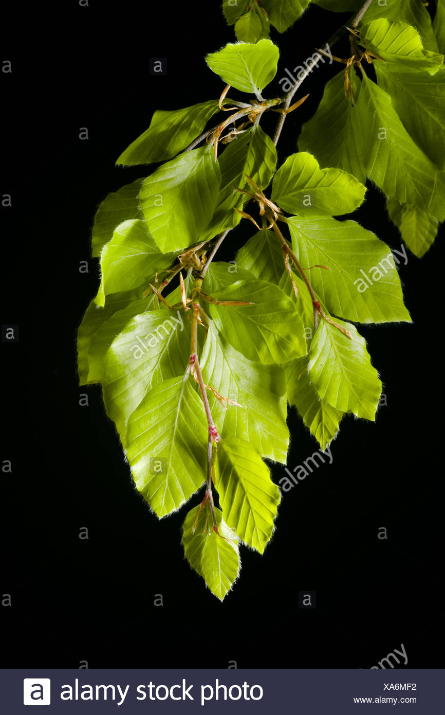 Black Beech Tree Stock Photos & Black Beech Tree Stock Images - Alamy