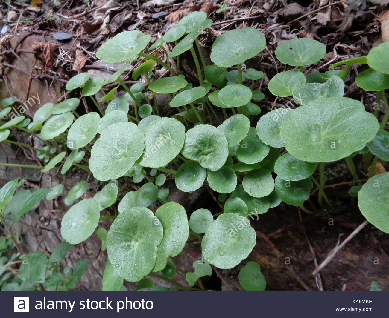 Umbilicus High Resolution Stock Photography and Images - Alamy